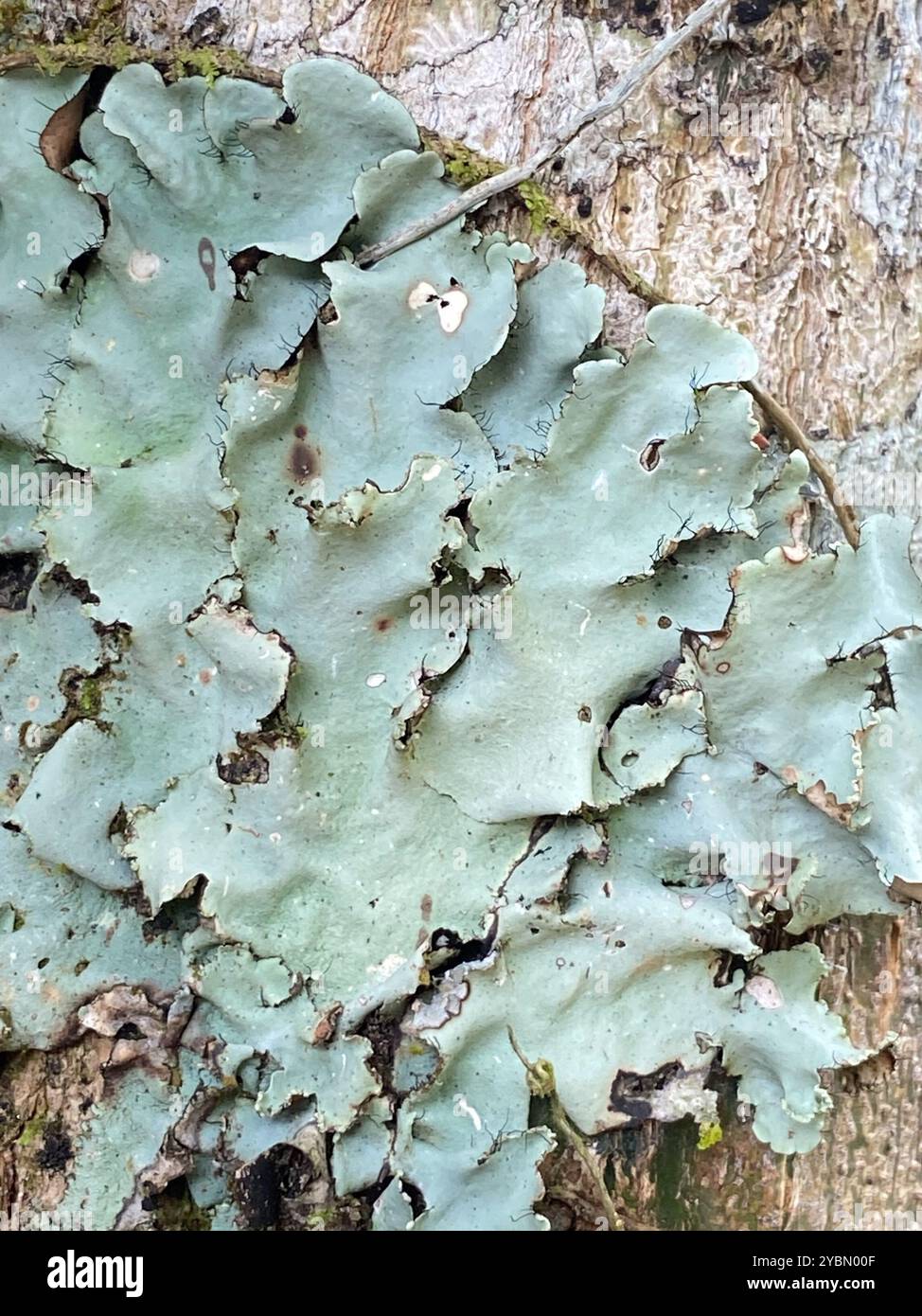 typical shield lichens (Parmelioideae) Fungi Stock Photo - Alamy