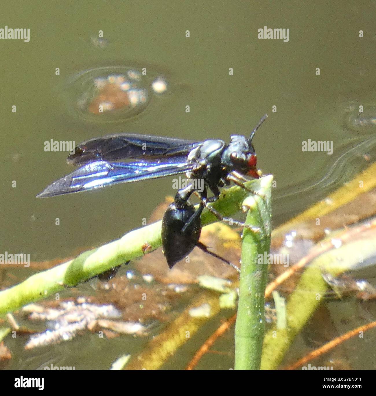 Synoeca hi-res stock photography and images - Alamy