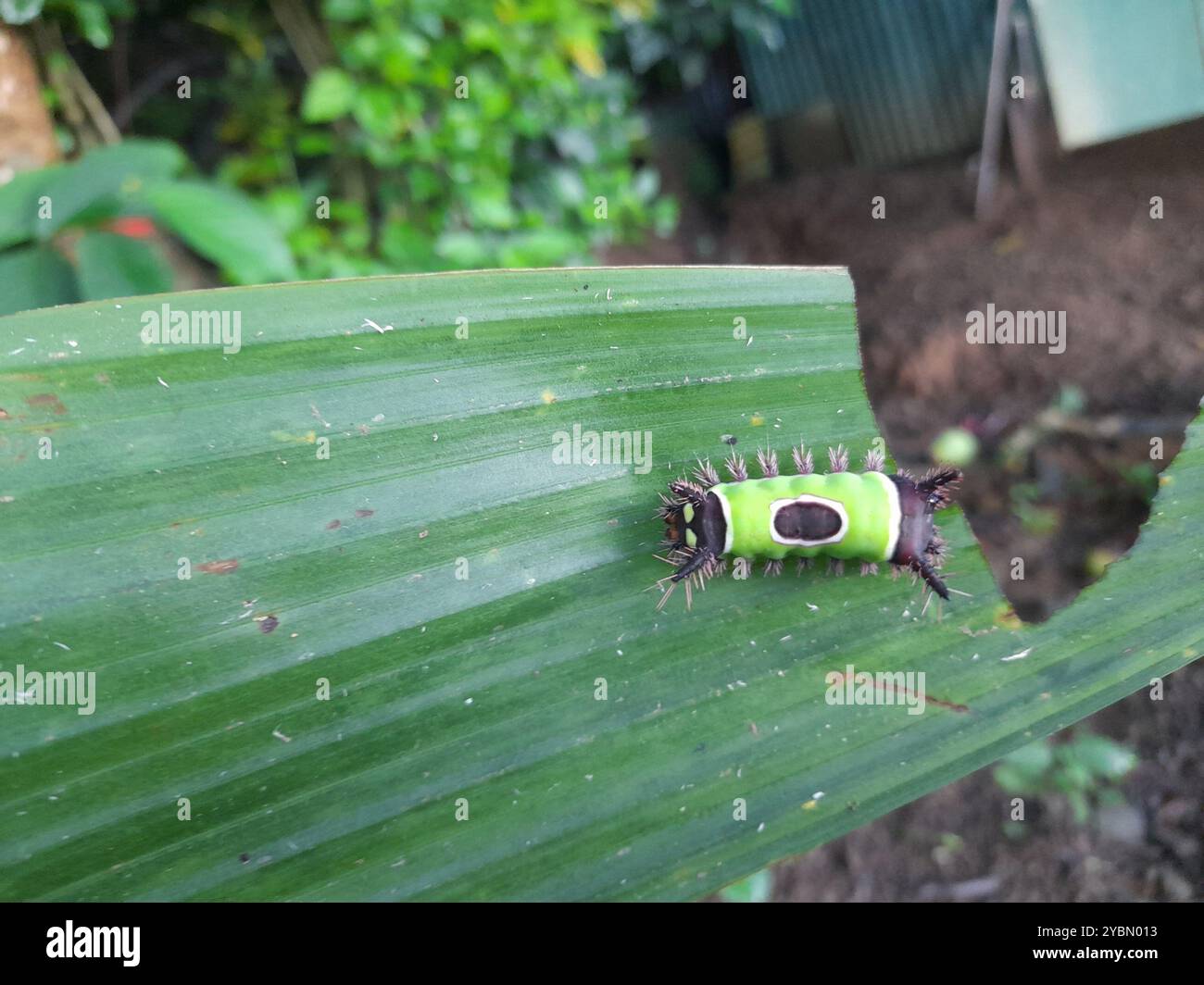 Saddleback Caterpillar Moths and Allies (Acharia) Insecta Stock Photo ...