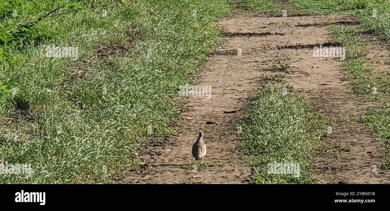 Geophaps scripta scripta hi-res stock photography and images - Alamy