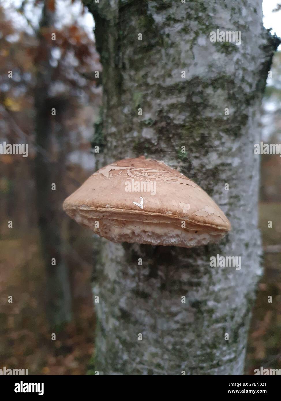 birch polypore (Fomitopsis betulina) Fungi Stock Photo - Alamy