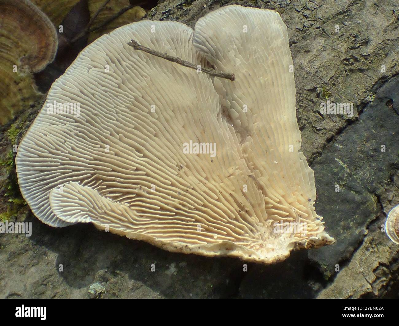 Gilled Polypore (Trametes betulina) Fungi Stock Photo - Alamy