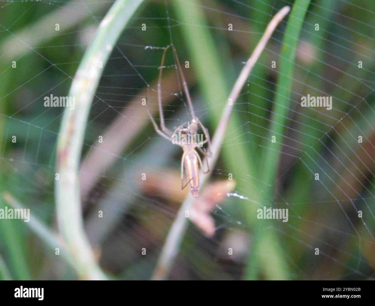 Stretch Spiders (Tetragnatha) Arachnida Stock Photo - Alamy