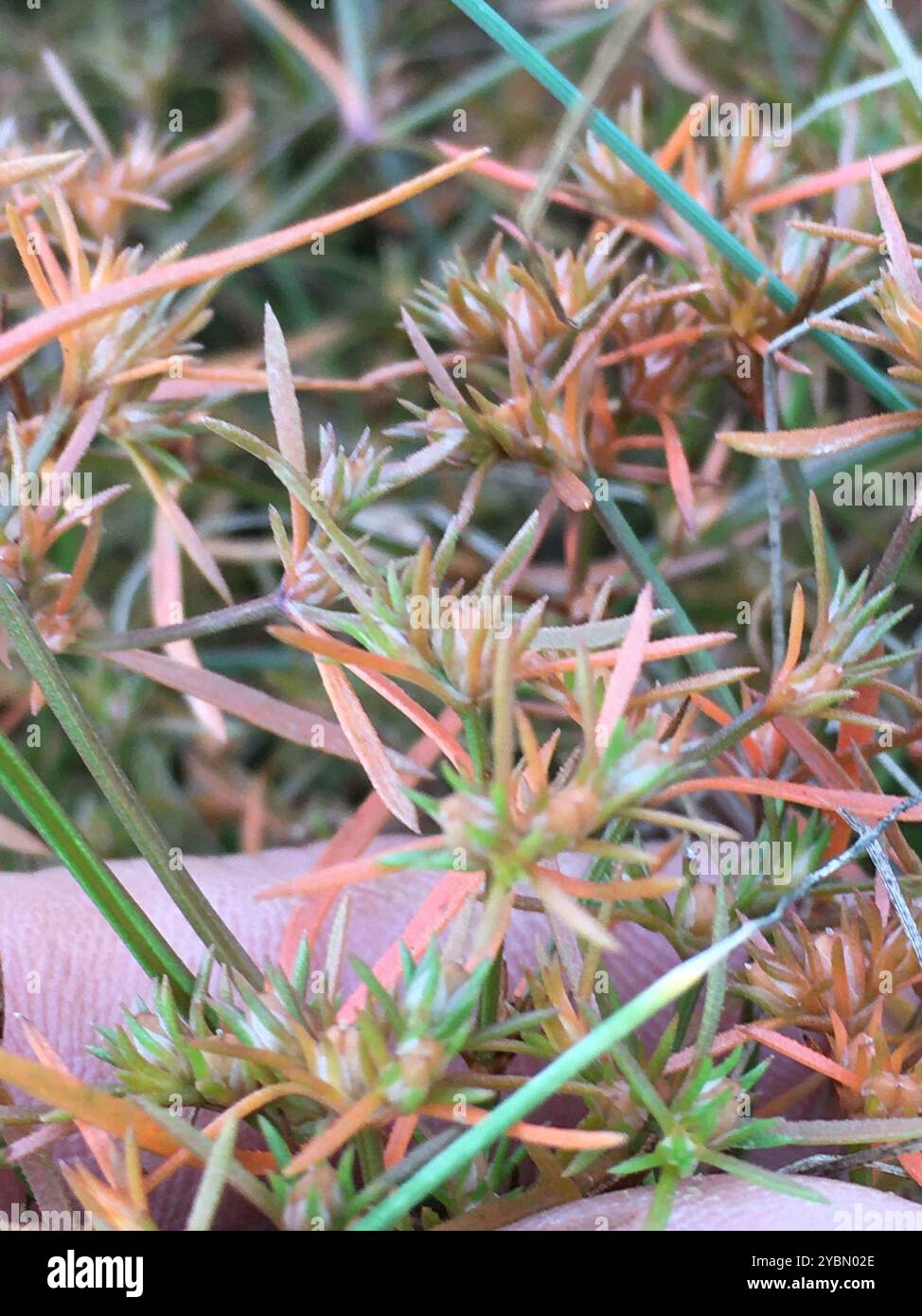 Rust Weed (Polypremum procumbens) Plantae Stock Photo - Alamy