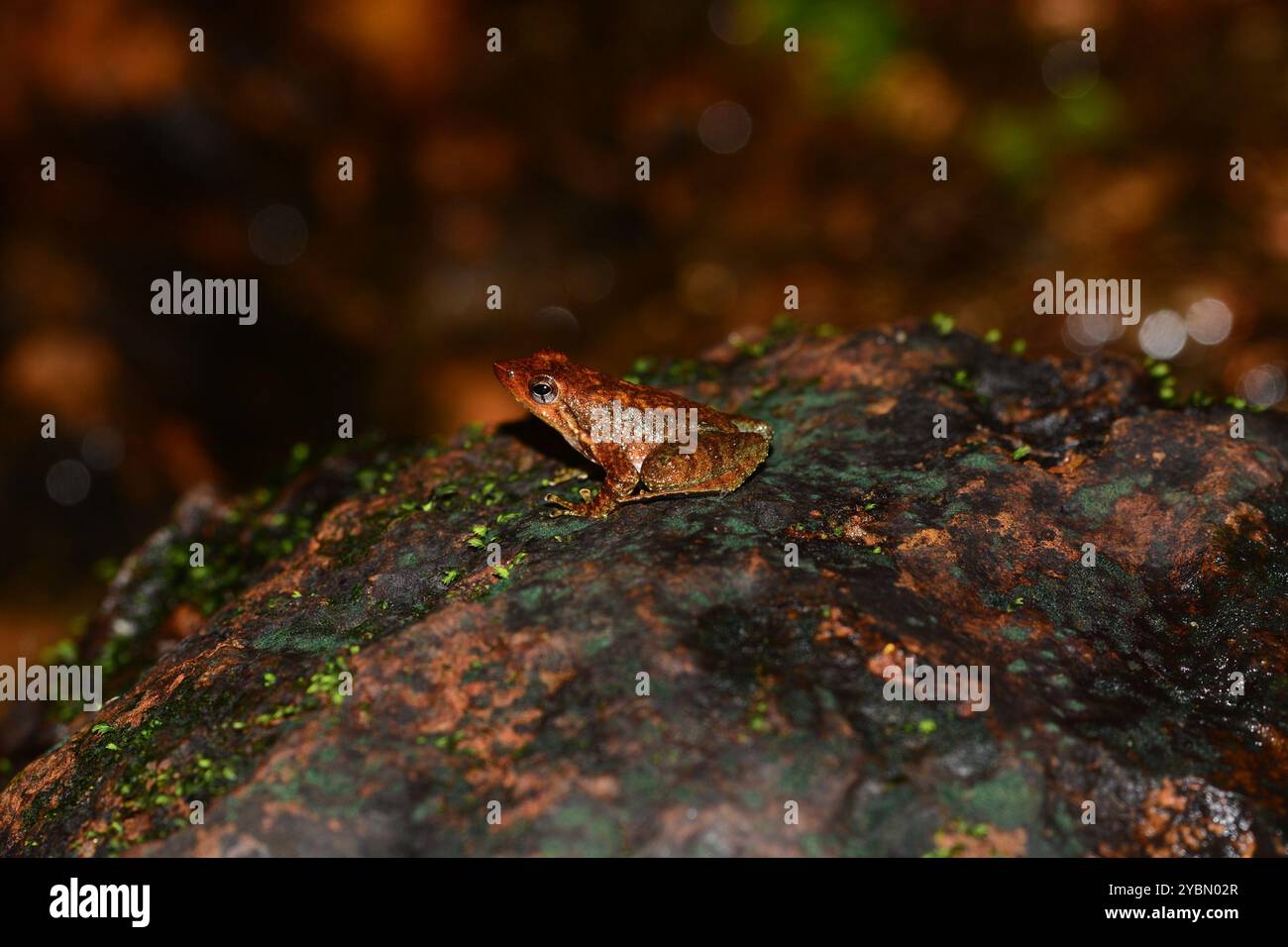 Kottigehara Dancing Frog (Micrixalus kottigeharensis) Amphibia Stock ...