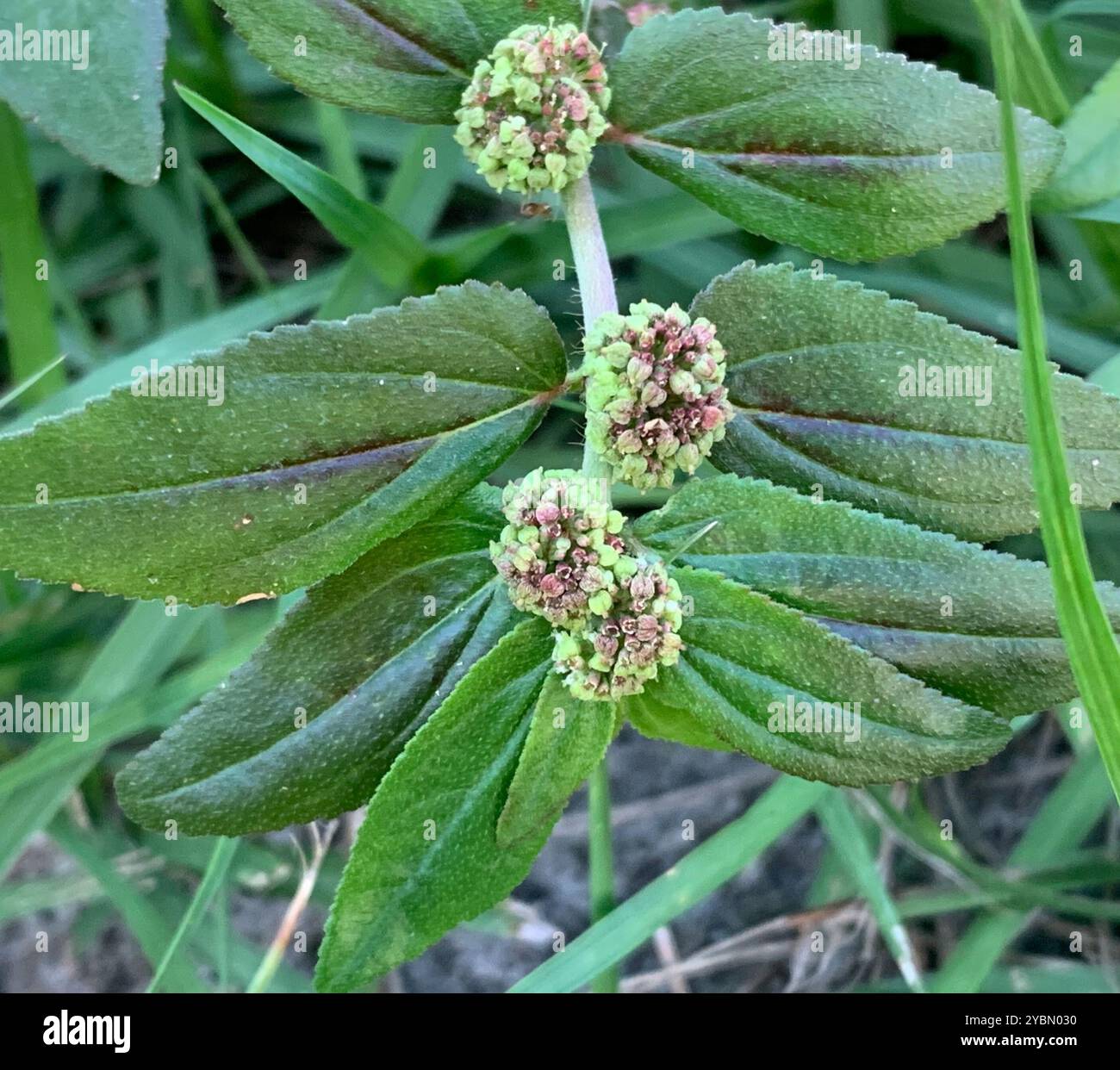 Asthma plant (Euphorbia hirta) Plantae Stock Photo - Alamy