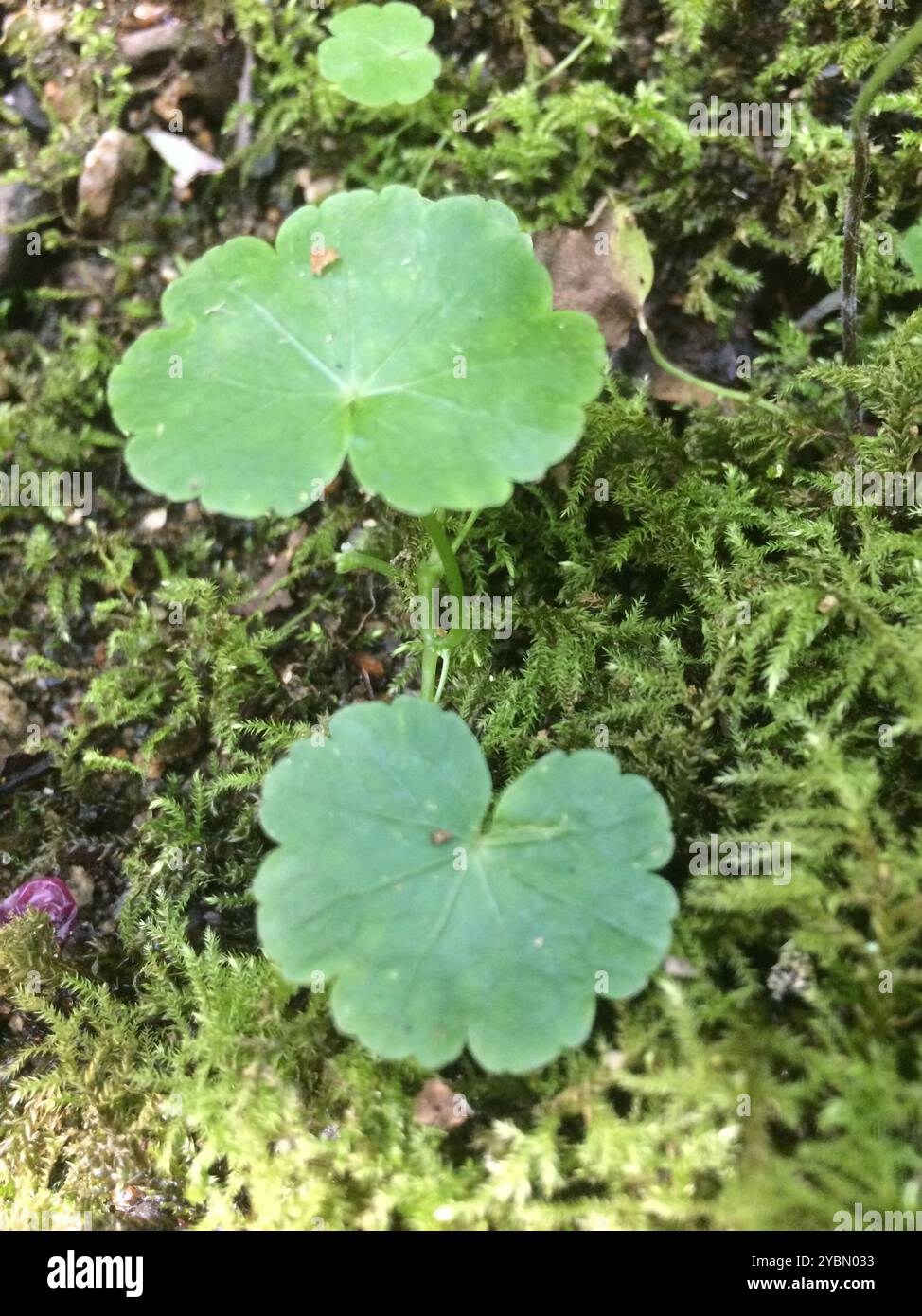 Hydrocotyle americana hi-res stock photography and images - Alamy