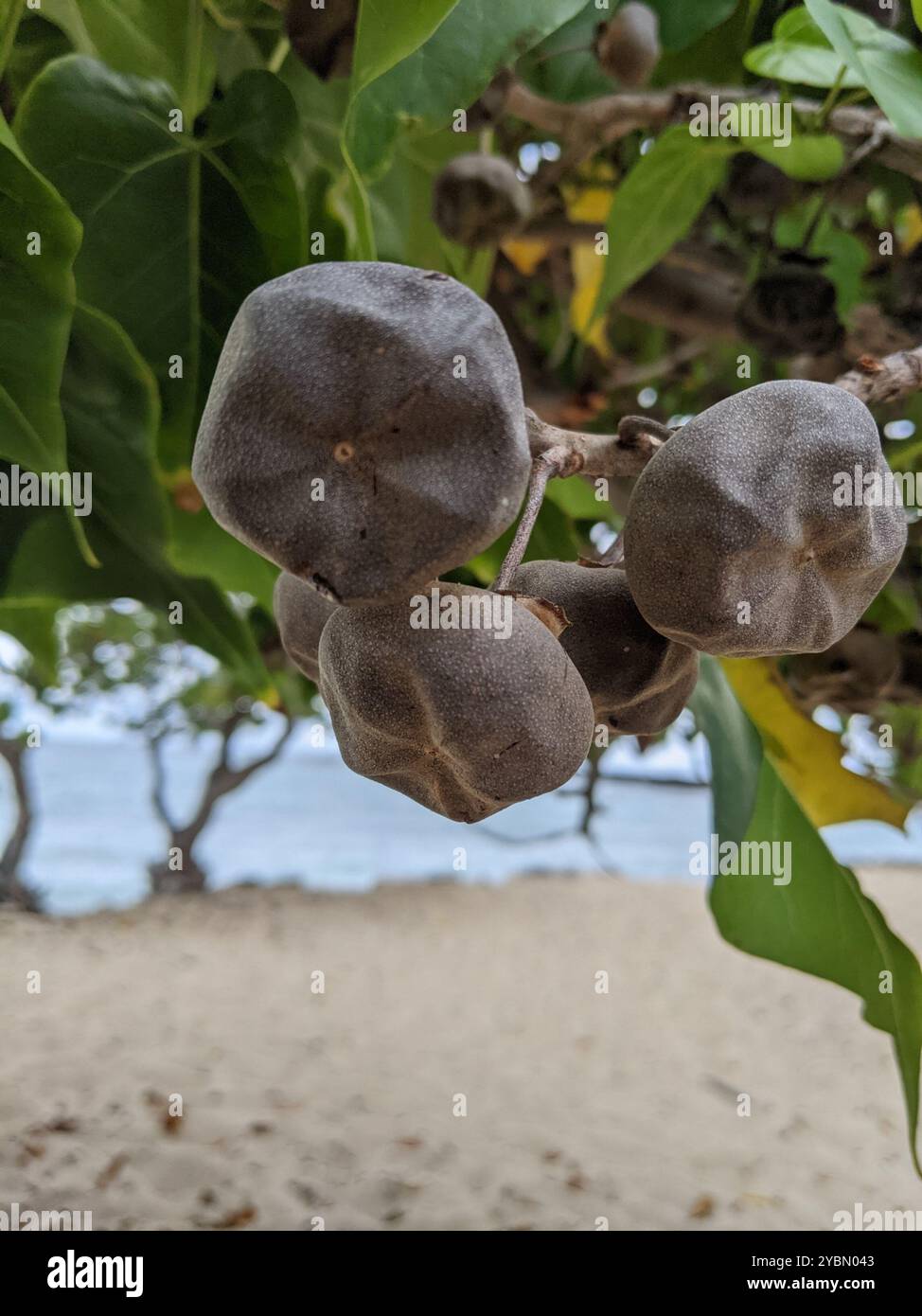 Portia tree (Thespesia populnea) Plantae Stock Photo - Alamy