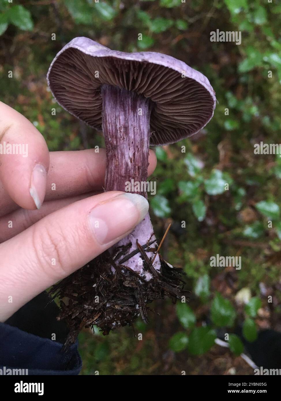 Western Amethyst Laccaria (Laccaria amethysteo-occidentalis) Fungi ...