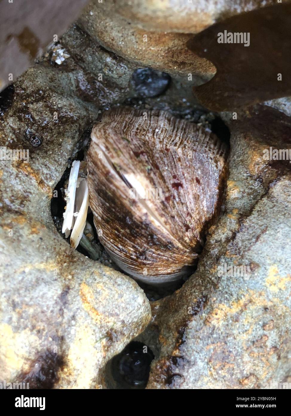 Boring Softshell Clam (Platyodon cancellatus) Mollusca Stock Photo - Alamy
