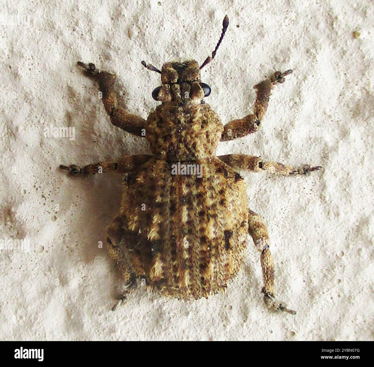 Rough Convolvulus Weevils (Blosyrus) Insecta Stock Photo - Alamy