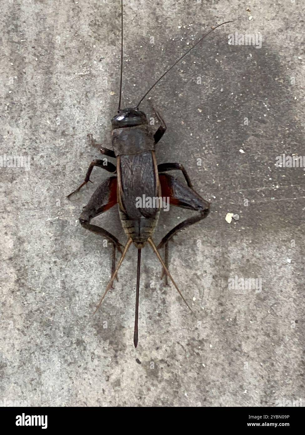 Fall Field Cricket (Gryllus pennsylvanicus) Insecta Stock Photo - Alamy
