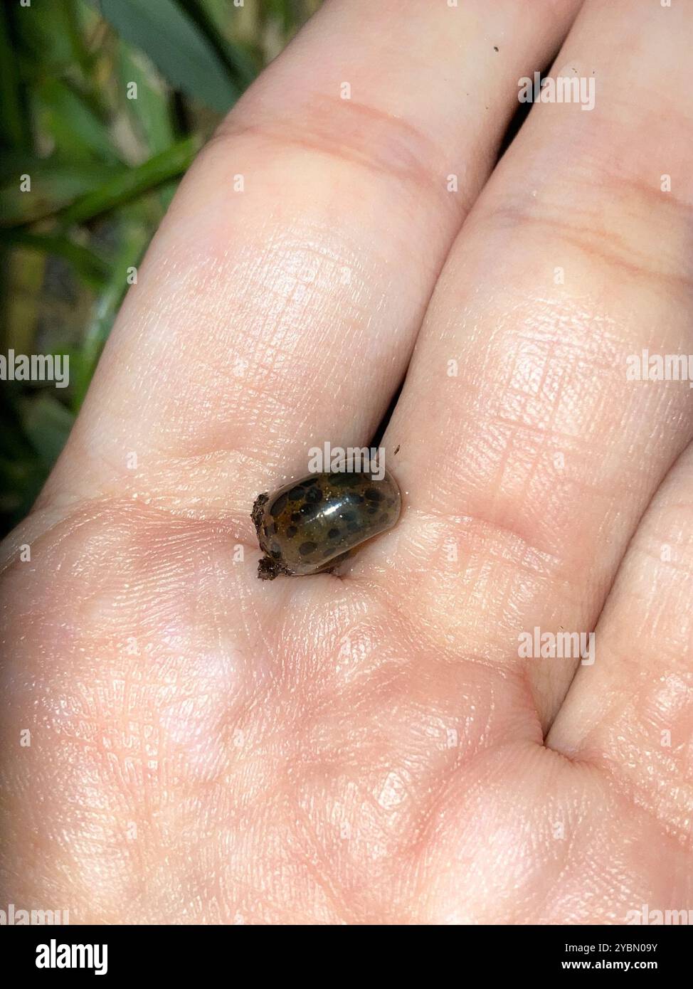 Marsh Ramshorn (Planorbella trivolvis) Mollusca Stock Photo - Alamy