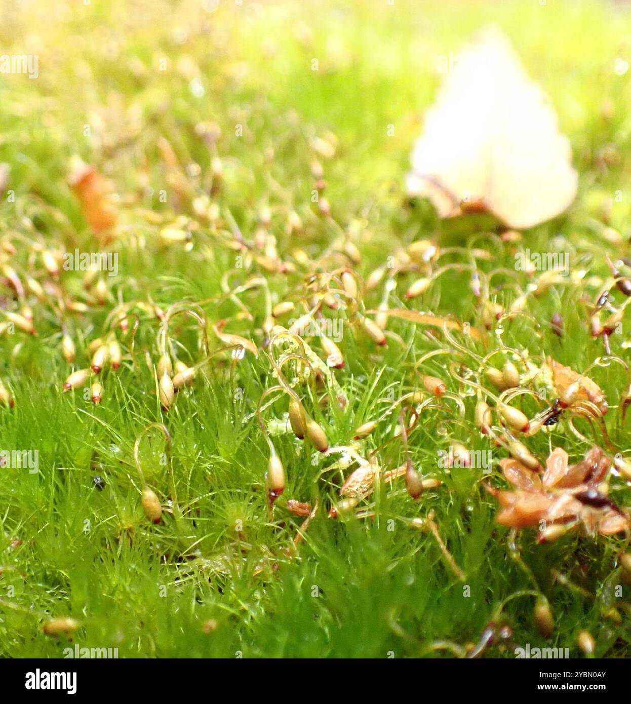 Dwarf Swan-neck Moss (Campylopus pyriformis) Plantae Stock Photo - Alamy