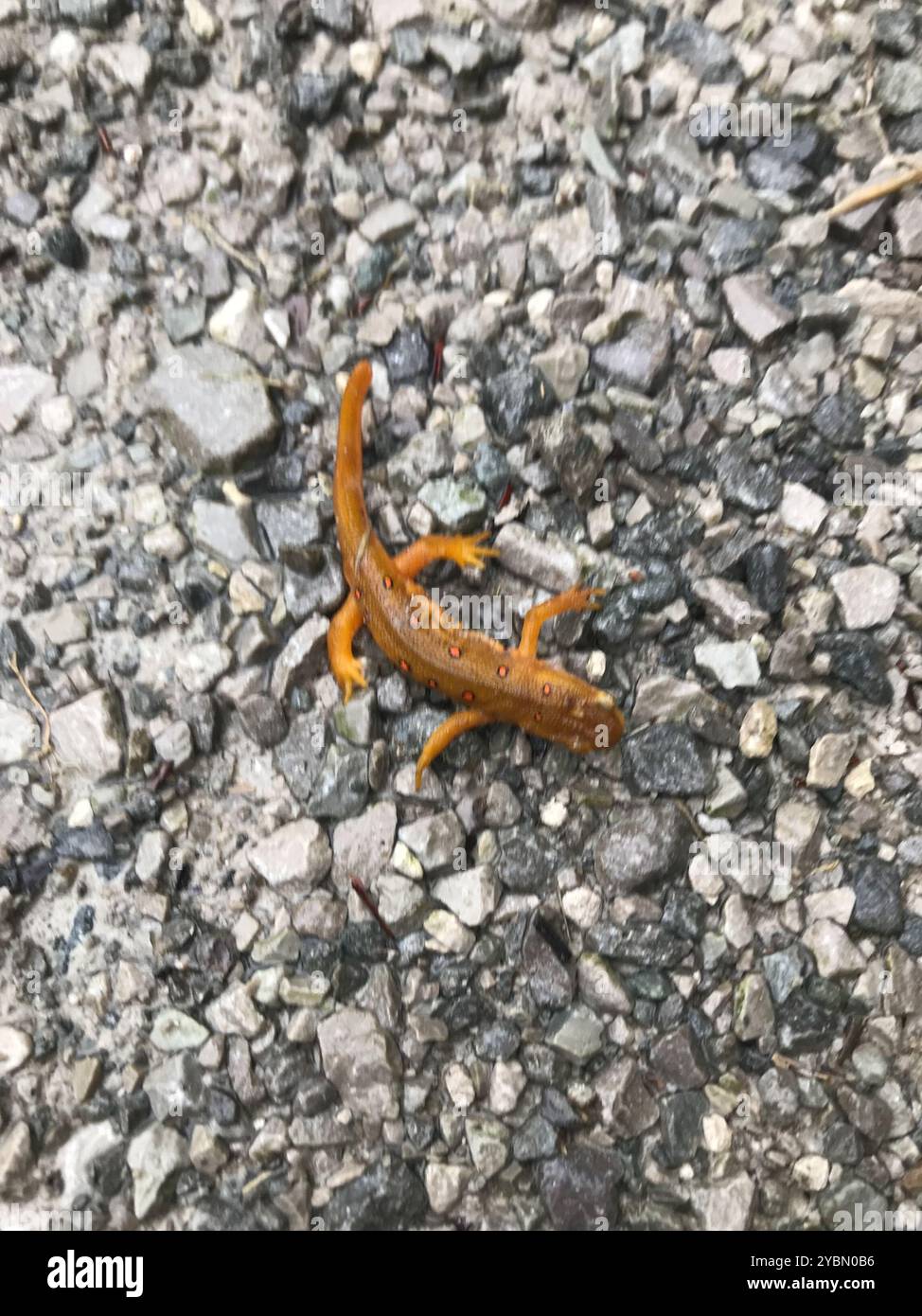 Eastern Newt (Notophthalmus viridescens) Amphibia Stock Photo - Alamy