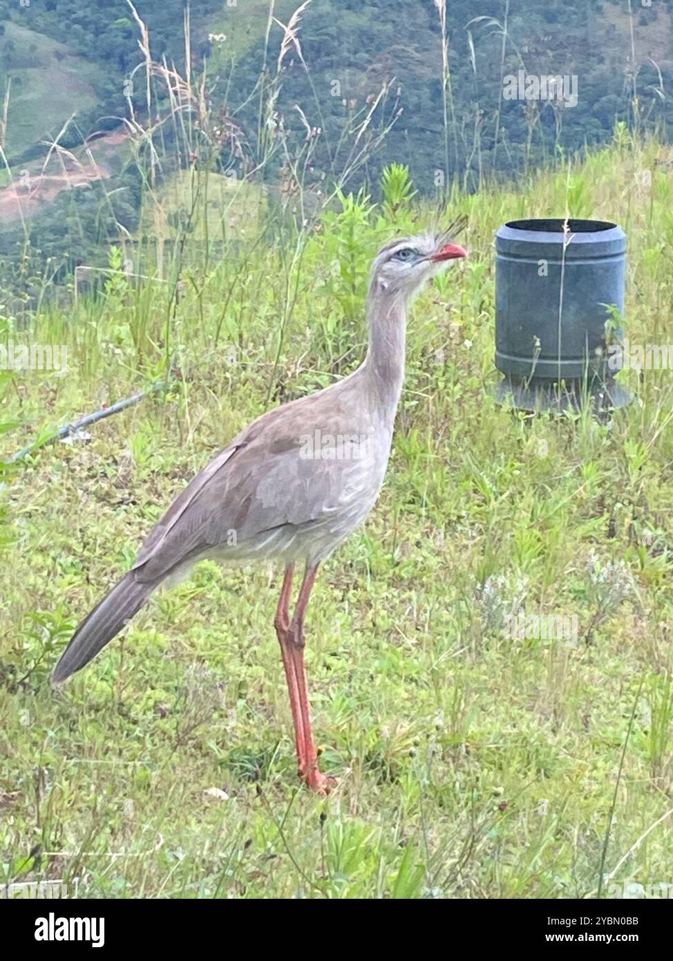 Red-legged Seriema (Cariama cristata) Aves Stock Photo - Alamy