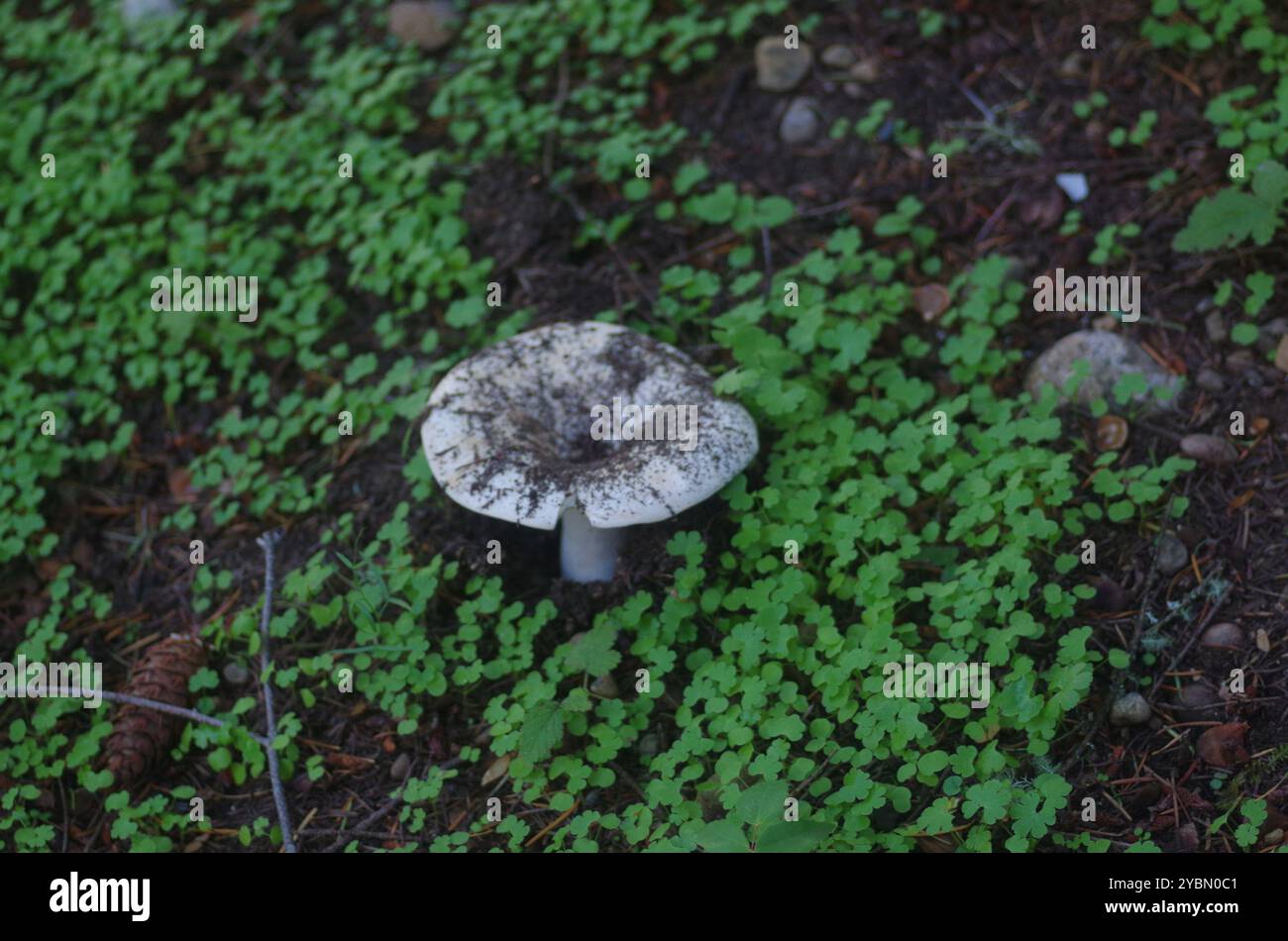 Short-stemmed Russula (Russula brevipes) Fungi Stock Photo - Alamy