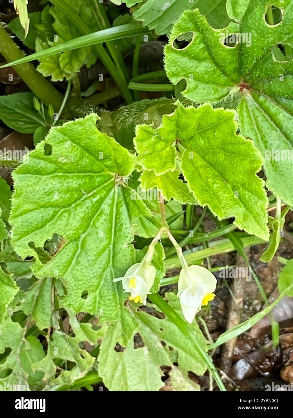 shining begonia (Begonia humilis) Plantae Stock Photo - Alamy