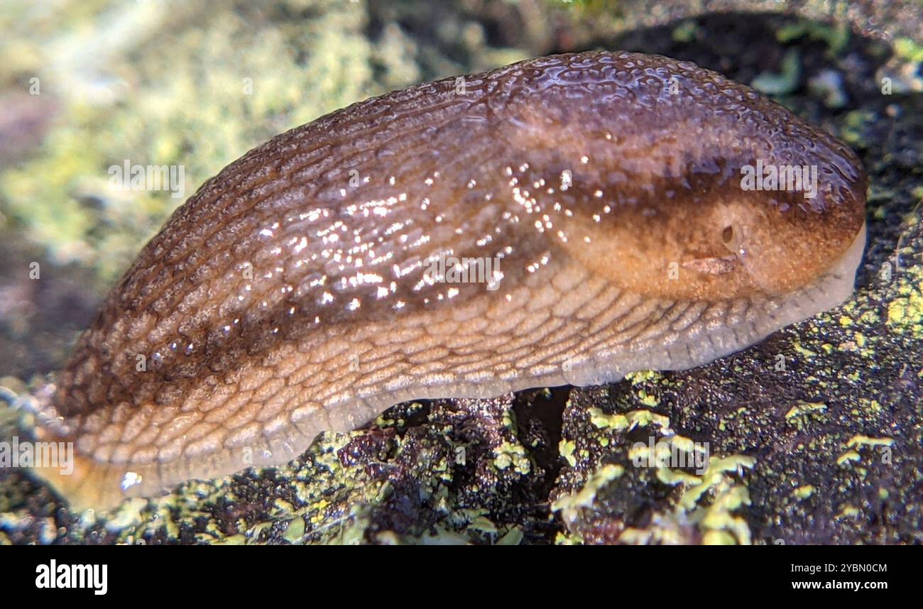 Arion Slugs (Arion) Mollusca Stock Photo - Alamy