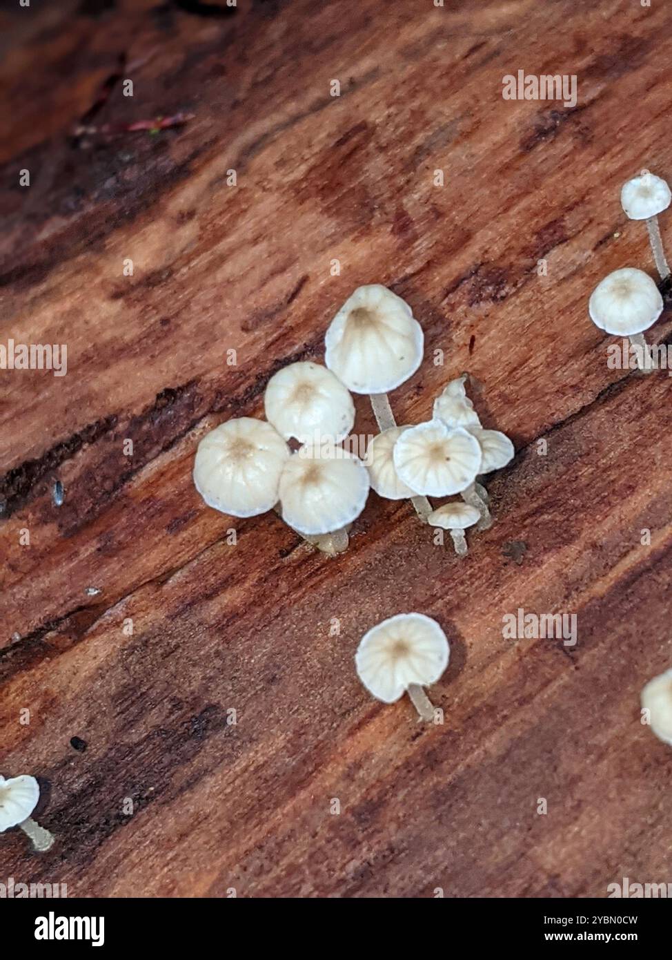 Phloeomana hi-res stock photography and images - Alamy