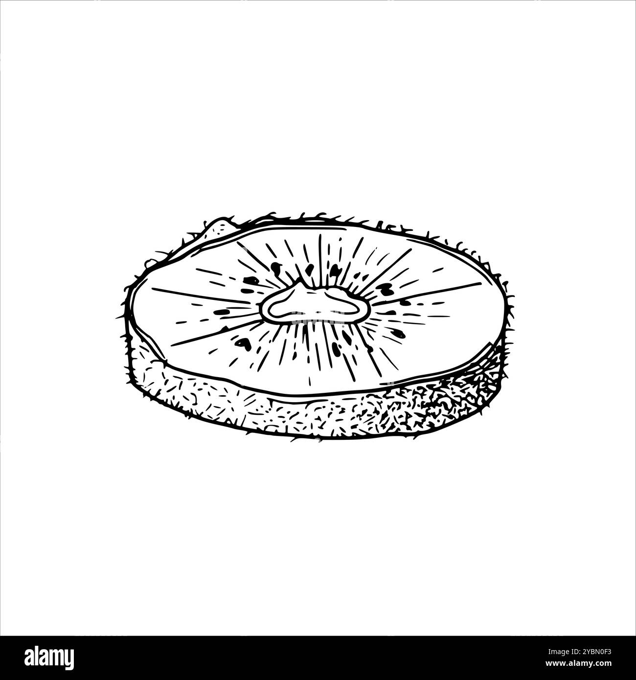 Monochrome ripe kiwi fruit slice realistic graphic sketch illustration ...