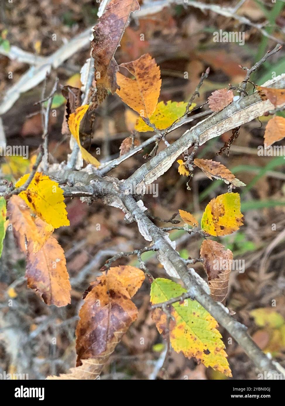 Winged Elm (Ulmus alata) Plantae Stock Photo - Alamy