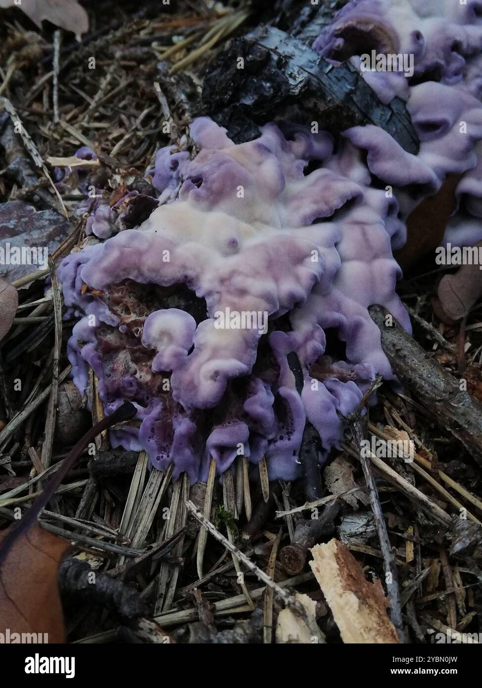 Silverleaf Fungus (Chondrostereum purpureum) Fungi Stock Photo - Alamy