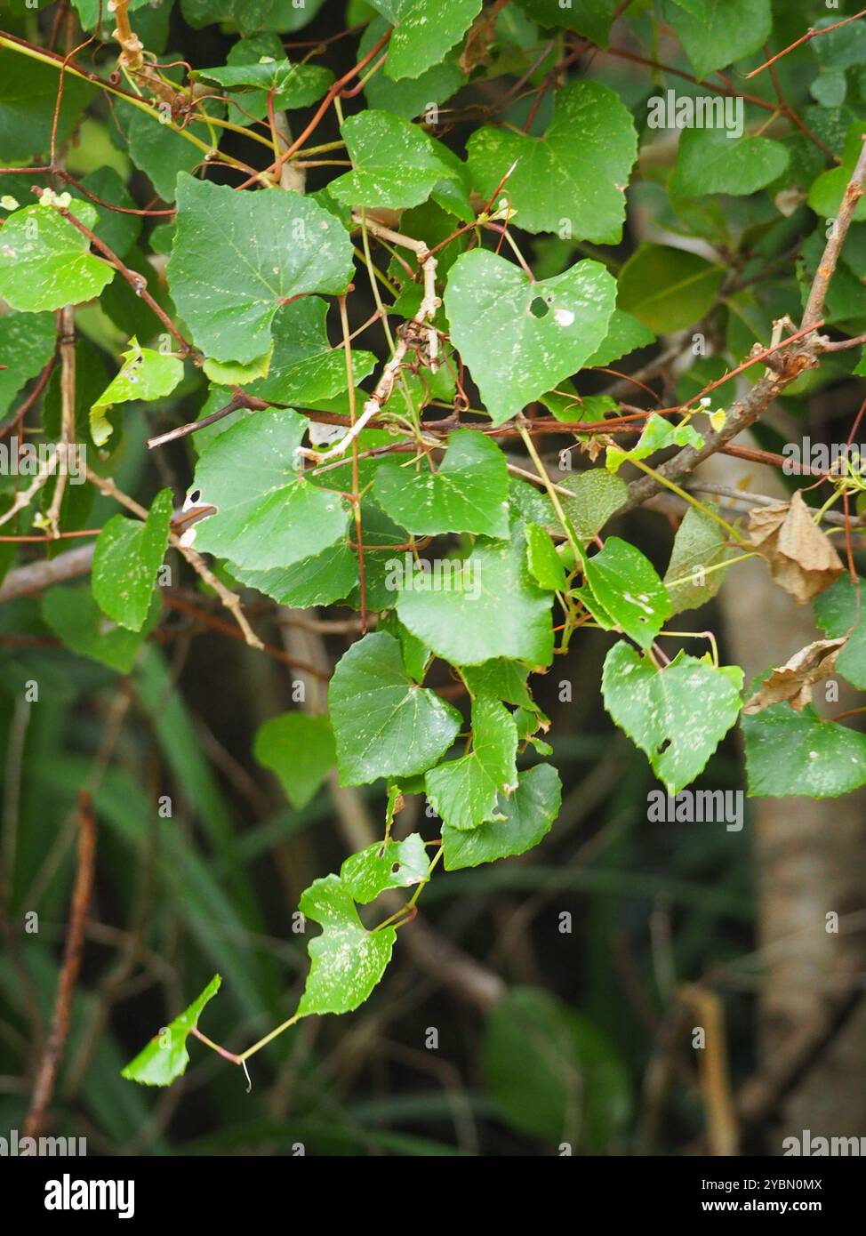 grape family (Vitaceae) Plantae Stock Photo - Alamy