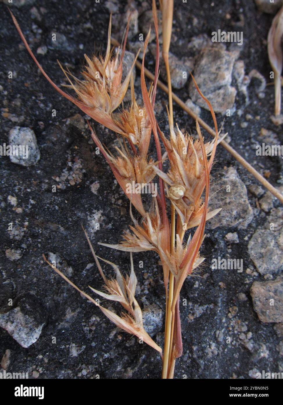 Grader Grass (Themeda quadrivalvis) Plantae Stock Photo - Alamy