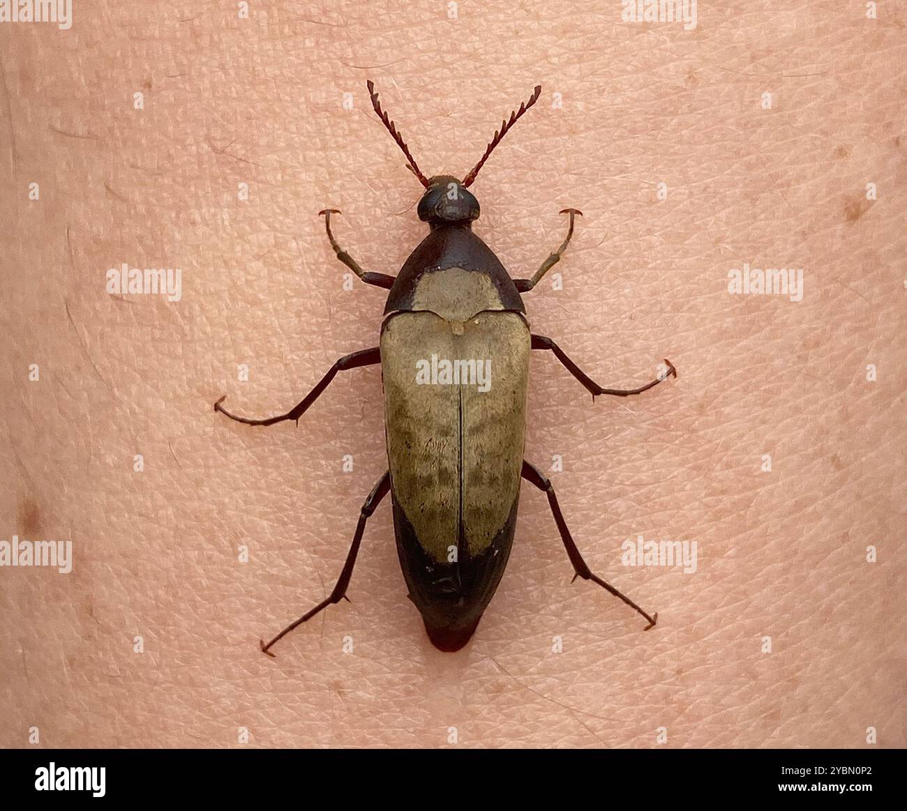 Wedge-shaped Beetles (Ripiphoridae) Insecta Stock Photo - Alamy