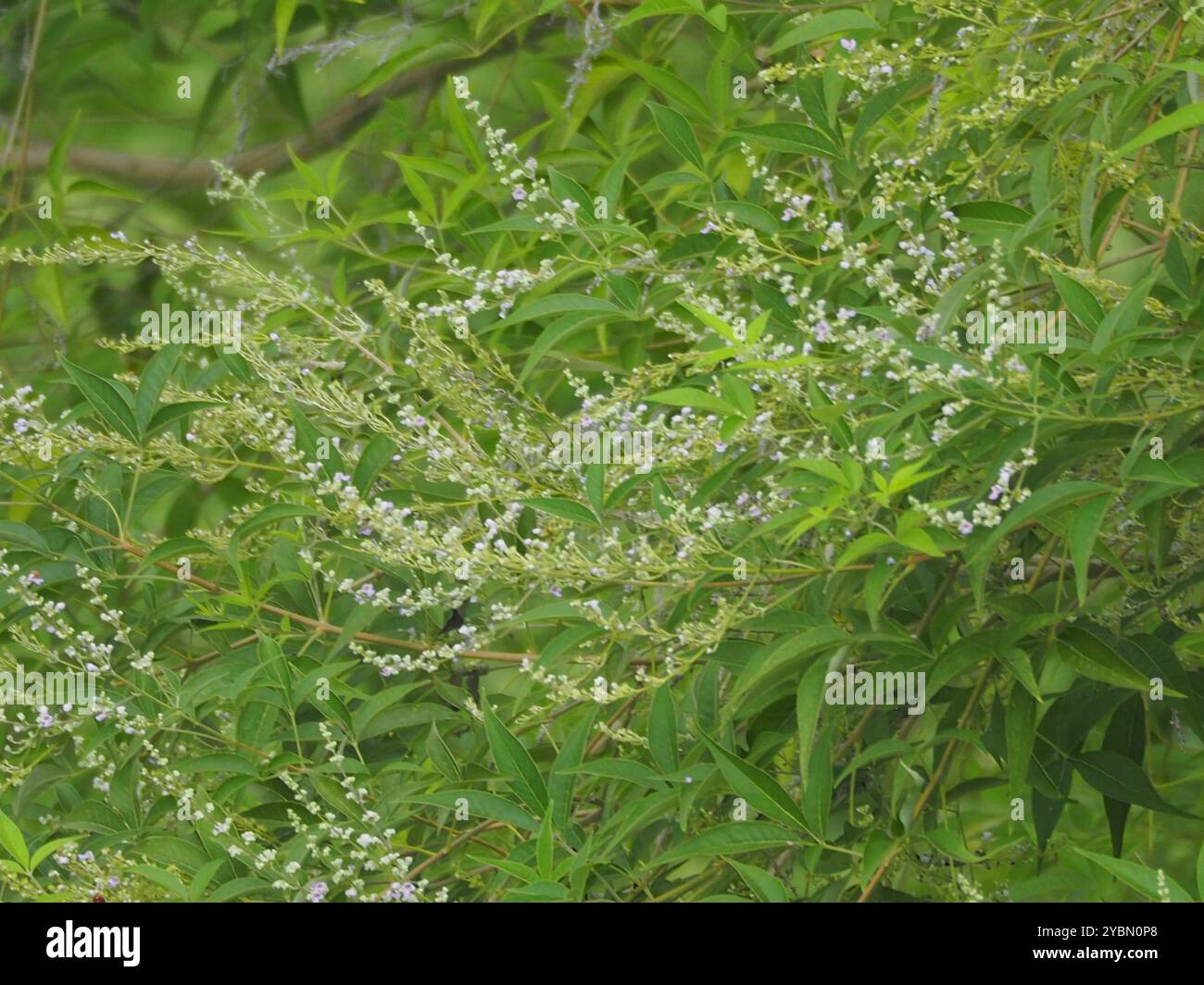 Five-leaved chaste tree (Vitex negundo) Plantae Stock Photo - Alamy
