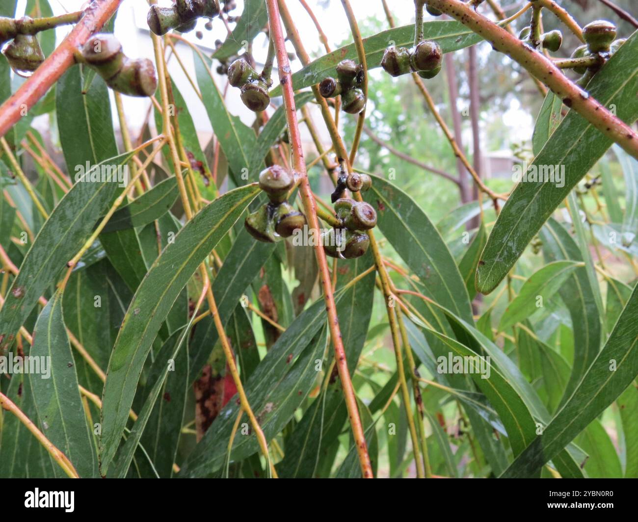 Mealy Stringybark (Eucalyptus cephalocarpa) Plantae Stock Photo - Alamy