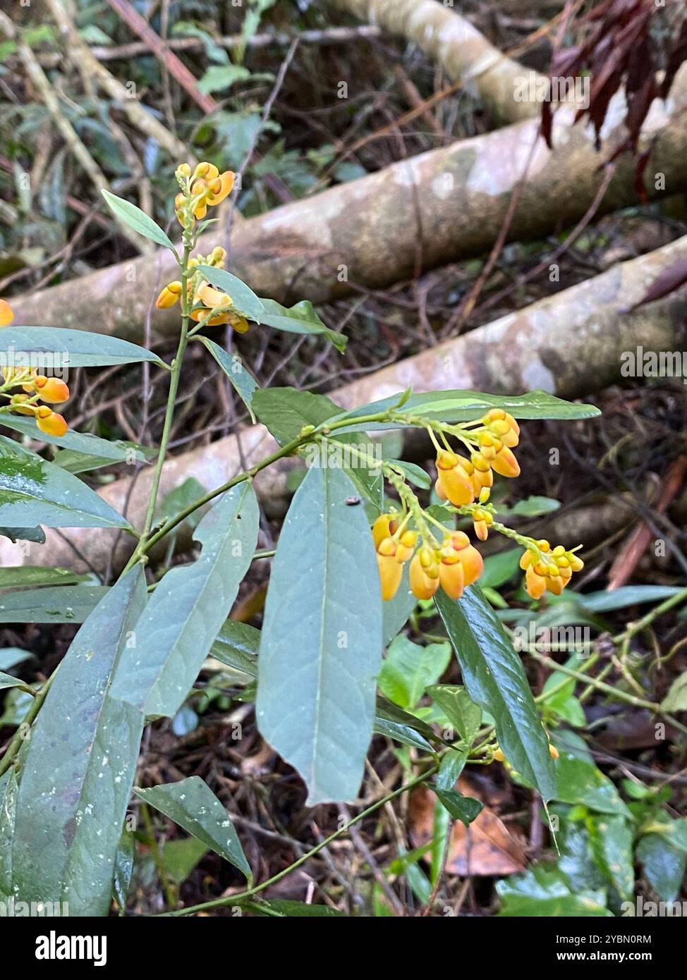 vascular plants (Tracheophyta) Plantae Stock Photo - Alamy