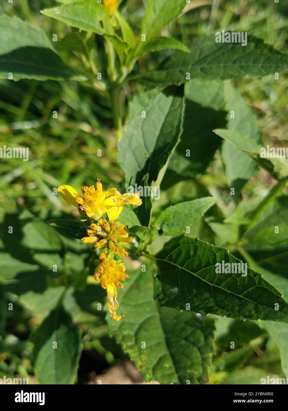 Yellow Crownbeard (Verbesina occidentalis) Plantae Stock Photo - Alamy