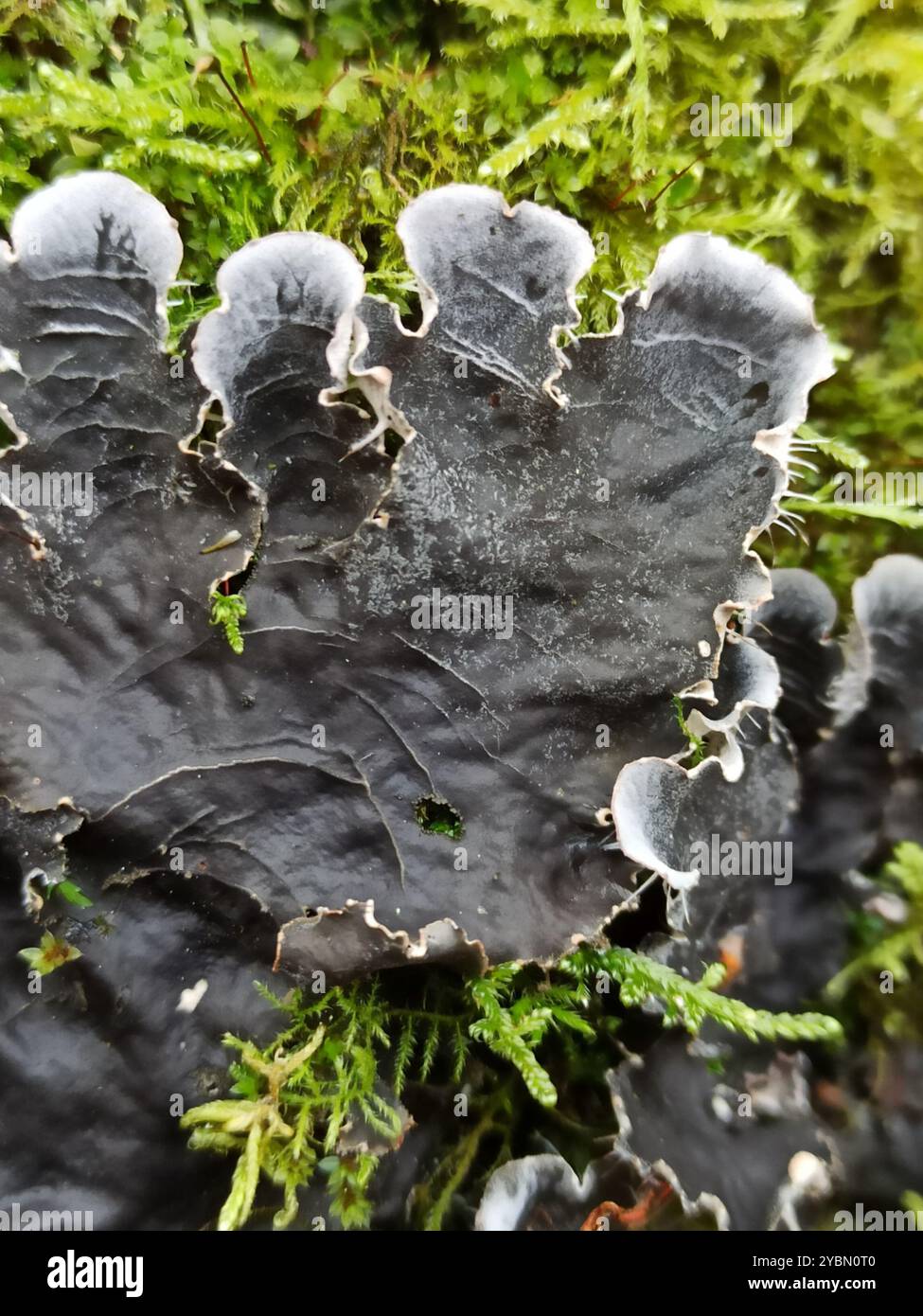 scaly pelt lichen (Peltigera praetextata) Fungi Stock Photo - Alamy