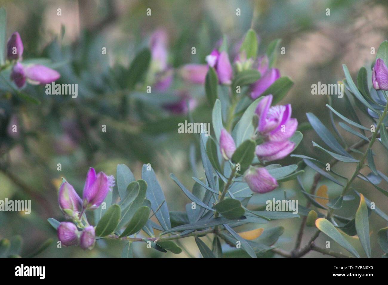Septemberbush (Polygala myrtifolia myrtifolia) Plantae Stock Photo - Alamy