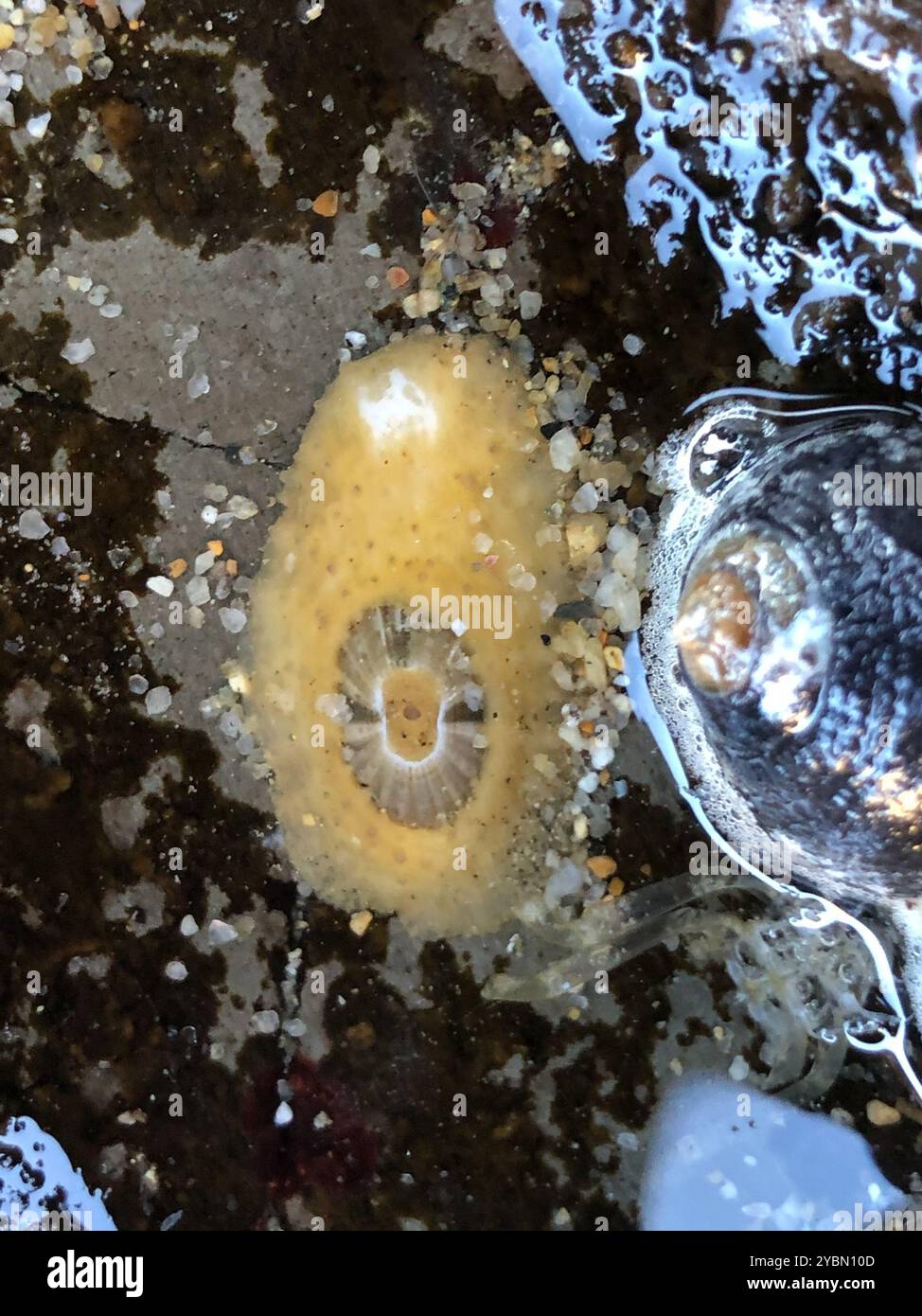 Two-spotted Keyhole Limpet (Fissurellidea bimaculata) Mollusca Stock ...