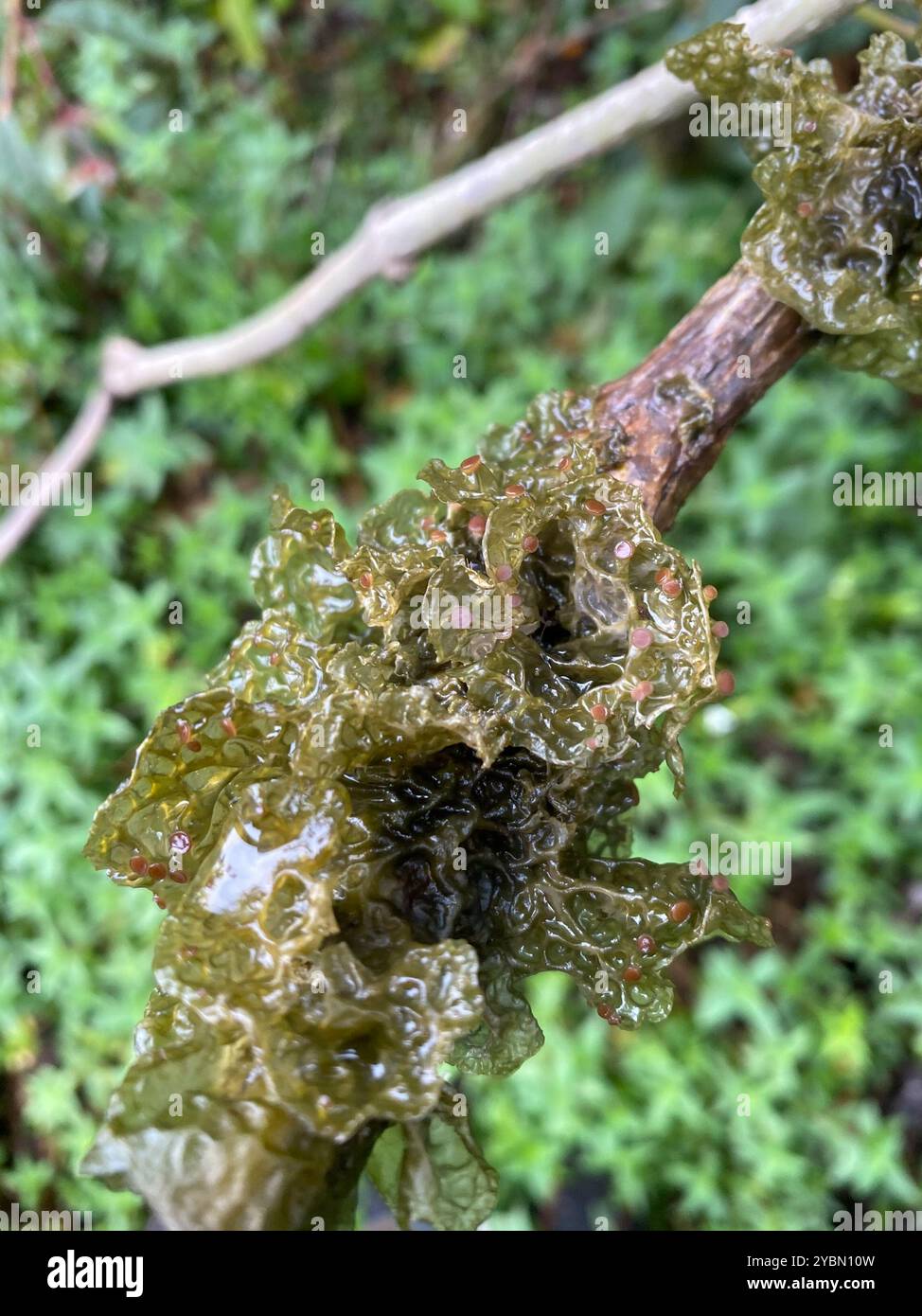 Tree Jelly Lichens (Collema) Fungi Stock Photo - Alamy