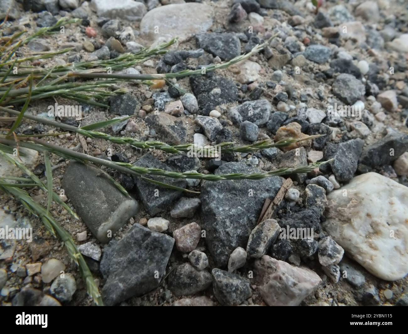 mat-grass fescue (Festuca maritima) Plantae Stock Photo - Alamy