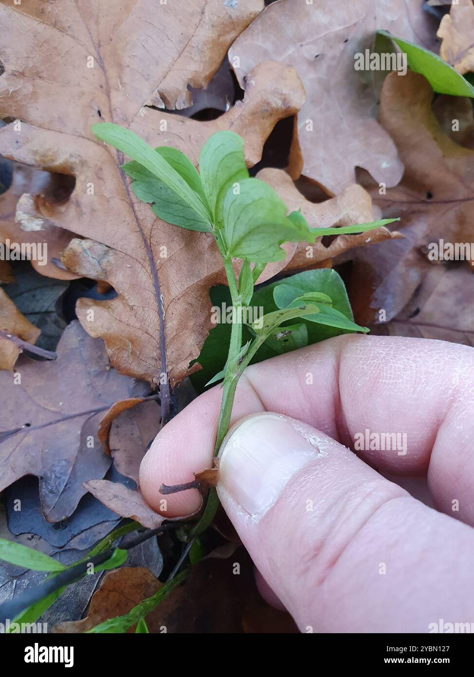 Bitter Vetch (Lathyrus linifolius) Plantae Stock Photo - Alamy