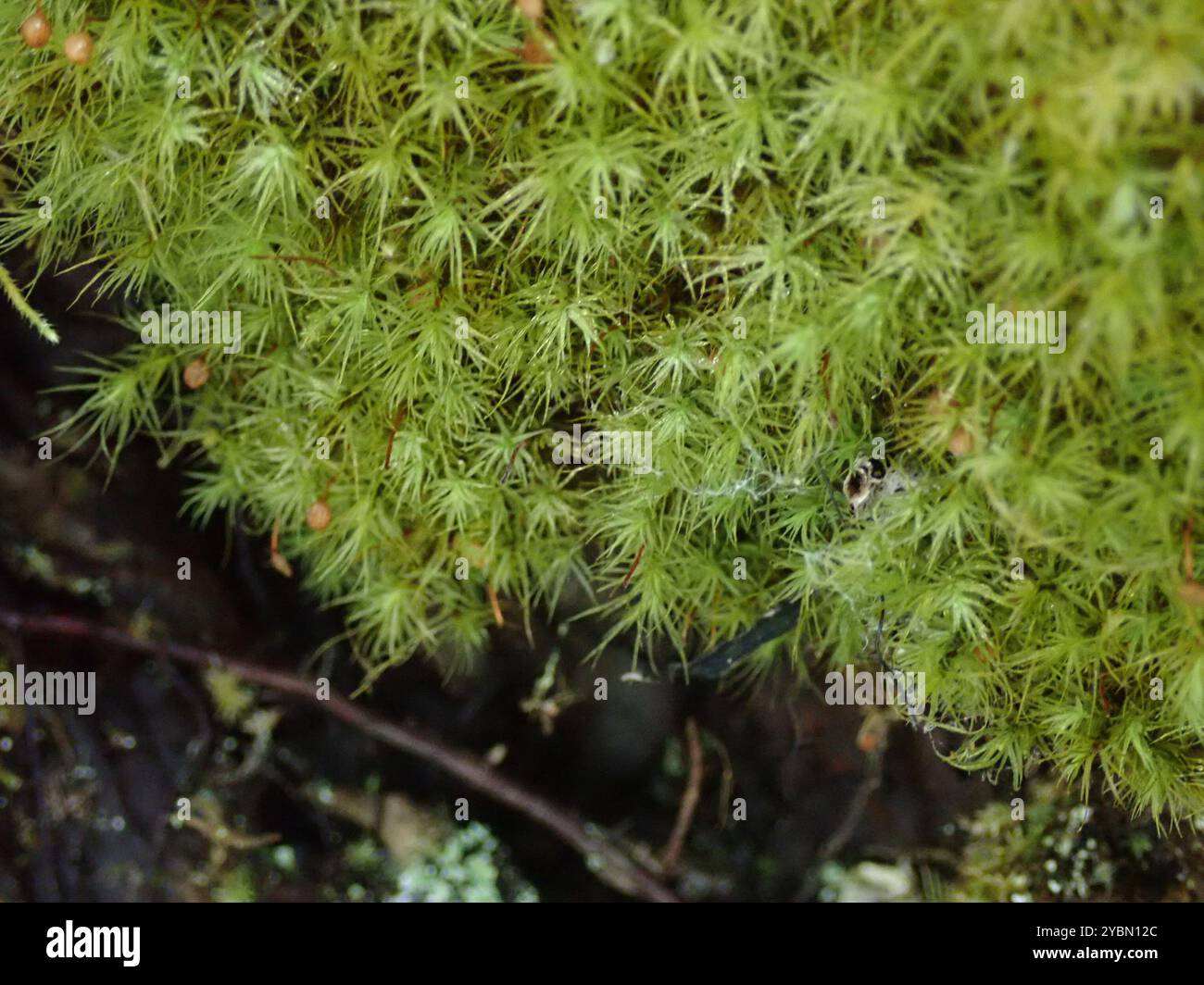 Common Apple-moss (Bartramia pomiformis) Plantae Stock Photo - Alamy