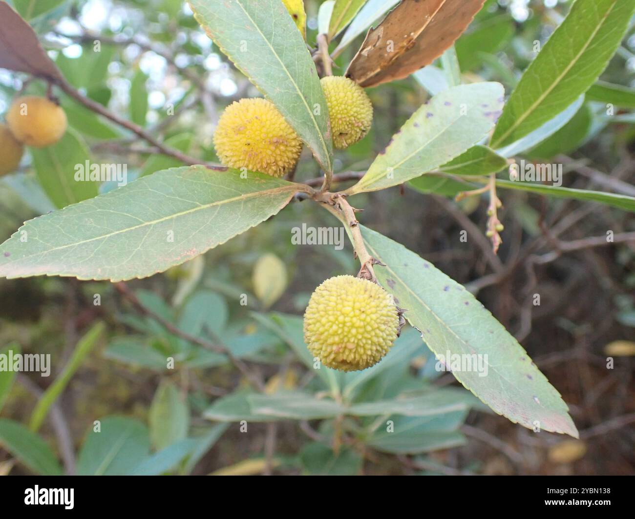 strawberry tree (Arbutus unedo) Plantae Stock Photo - Alamy
