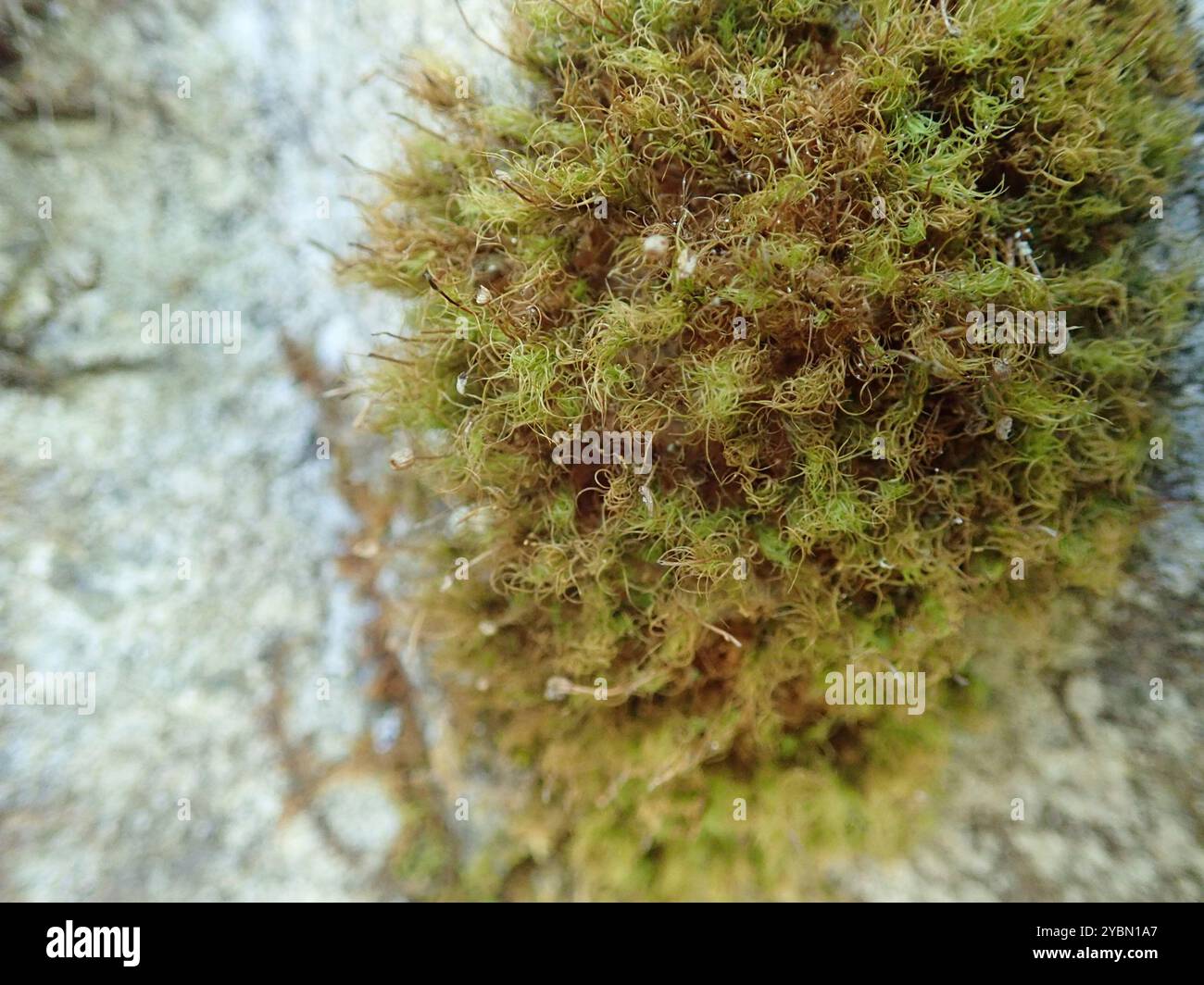 Common Apple-moss (Bartramia pomiformis) Plantae Stock Photo - Alamy
