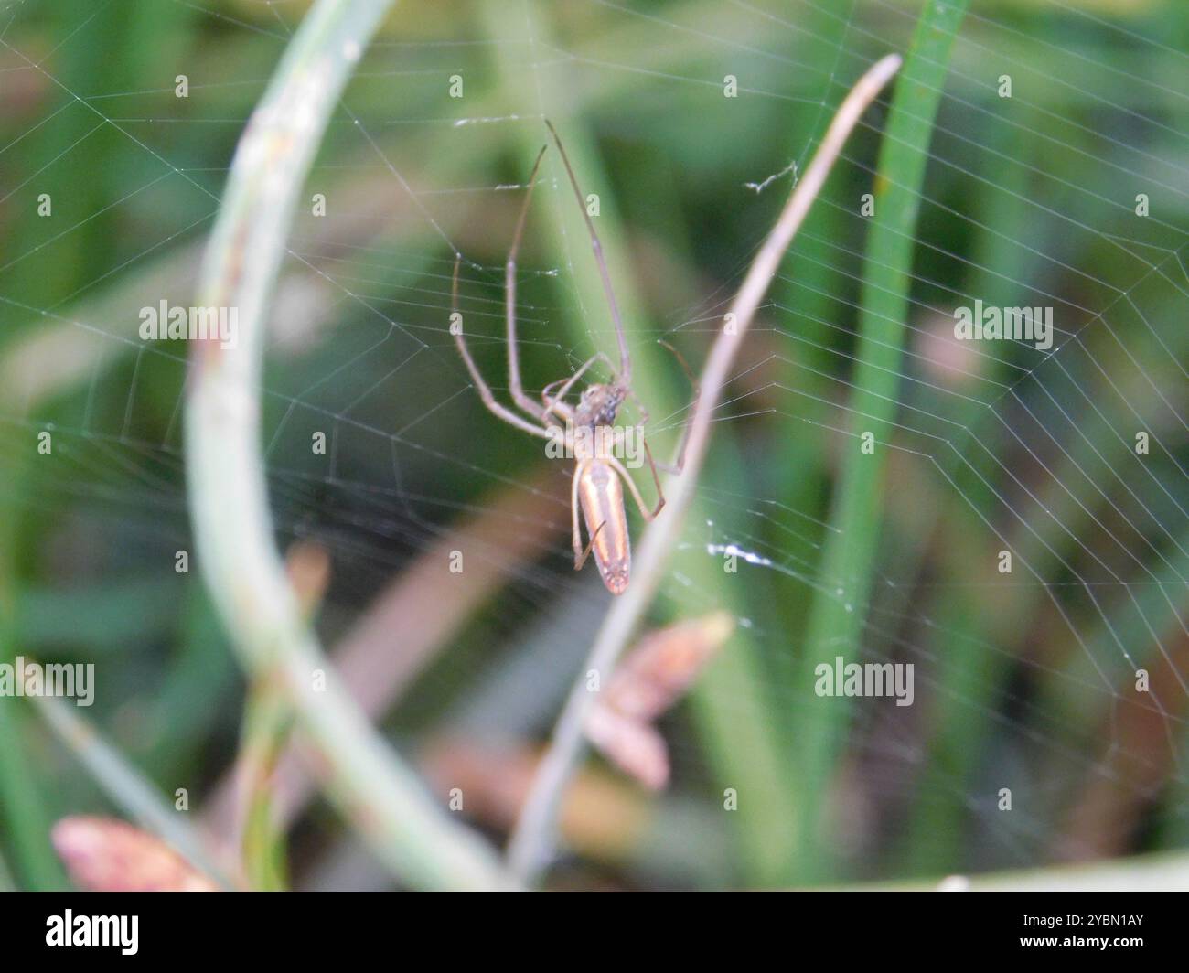 Stretch Spiders (Tetragnatha) Arachnida Stock Photo - Alamy