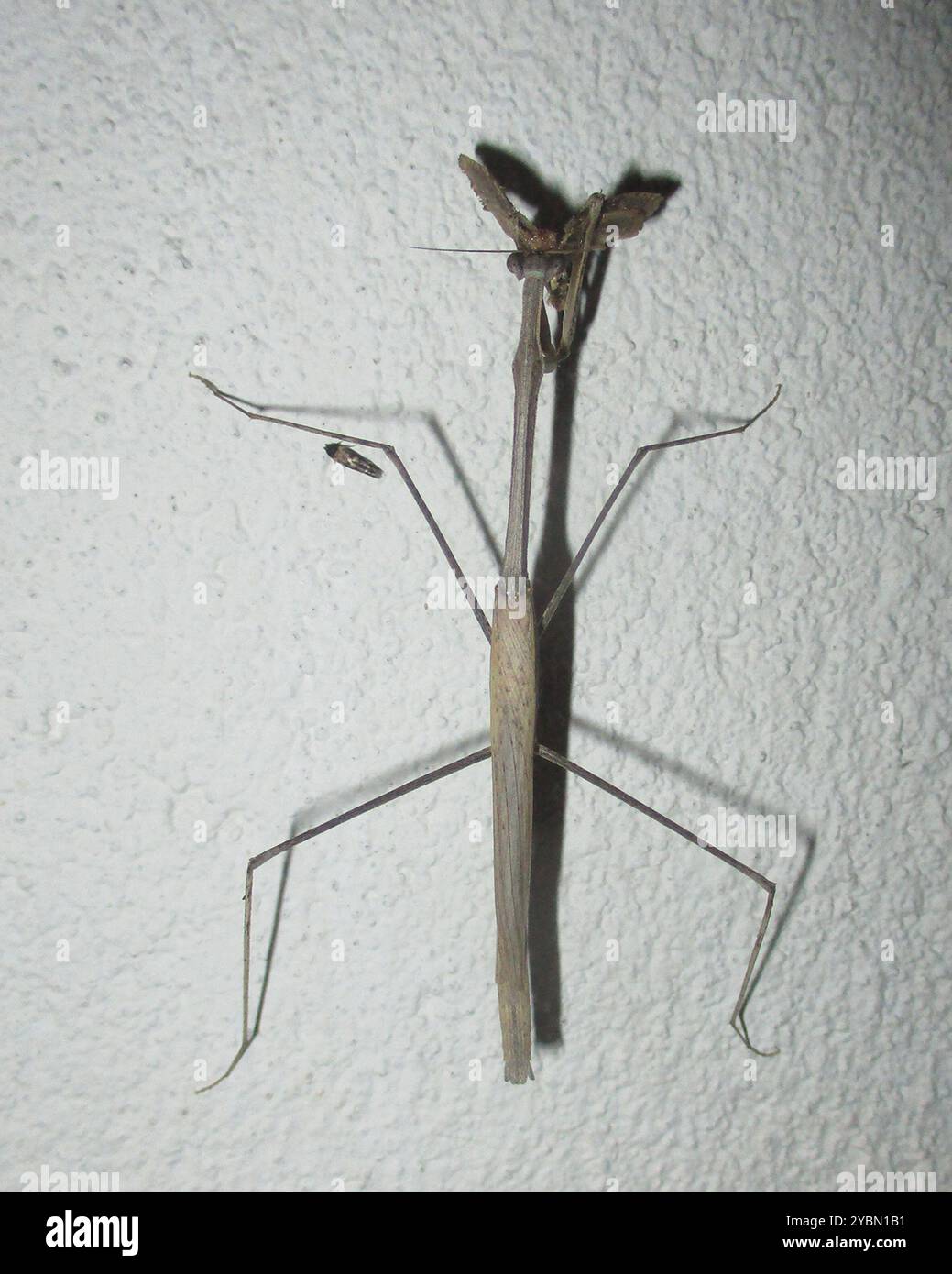 African Stick Mantises (Hoplocorypha) Insecta Stock Photo - Alamy