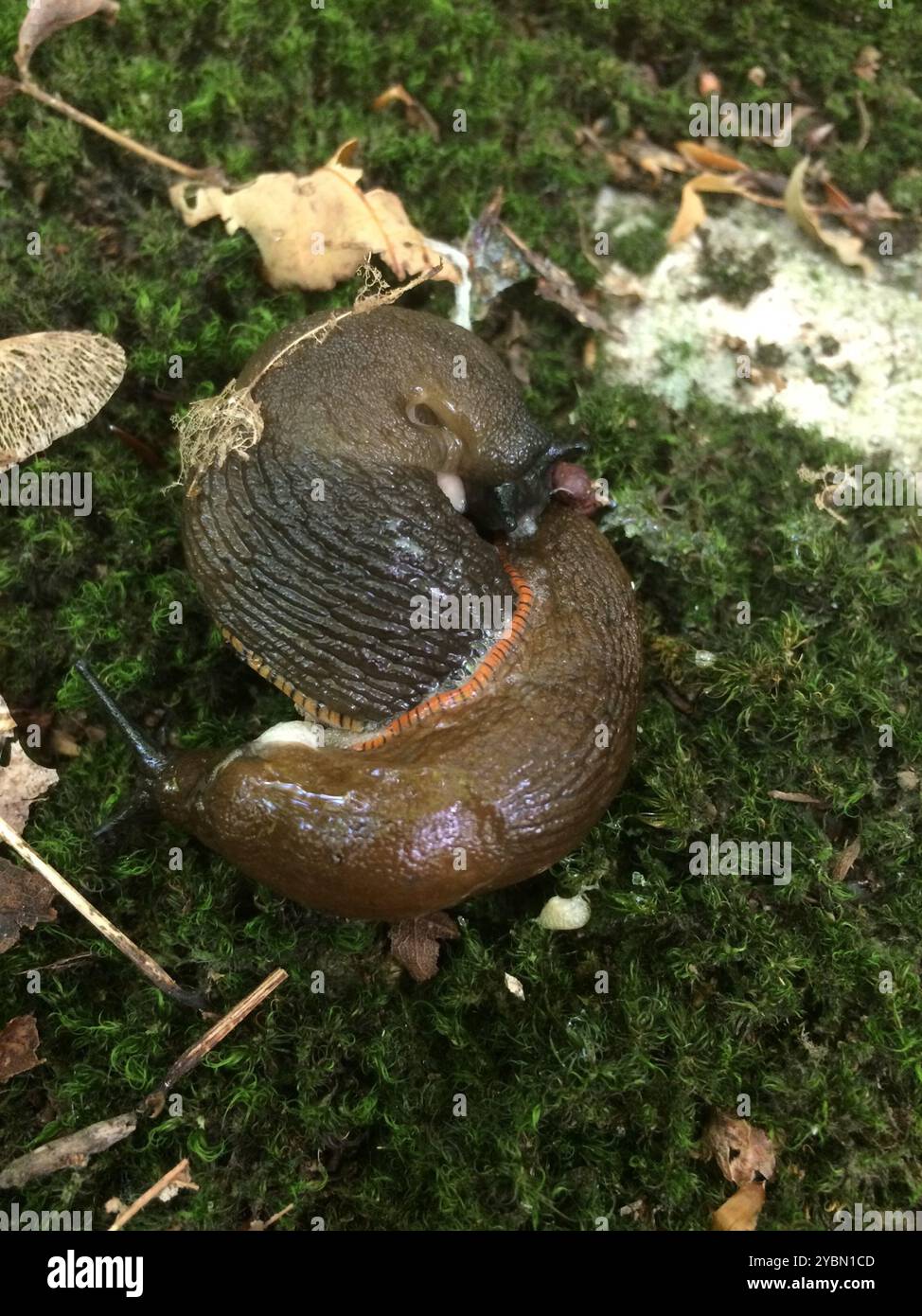 Black Slug (Arion ater) Mollusca Stock Photo - Alamy