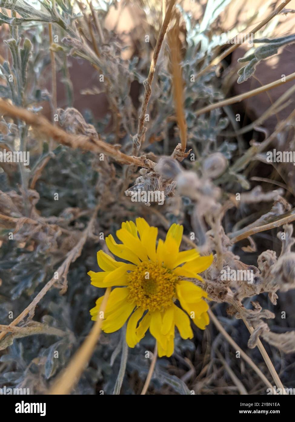 Desert Marigold (Baileya multiradiata) Plantae Stock Photo - Alamy
