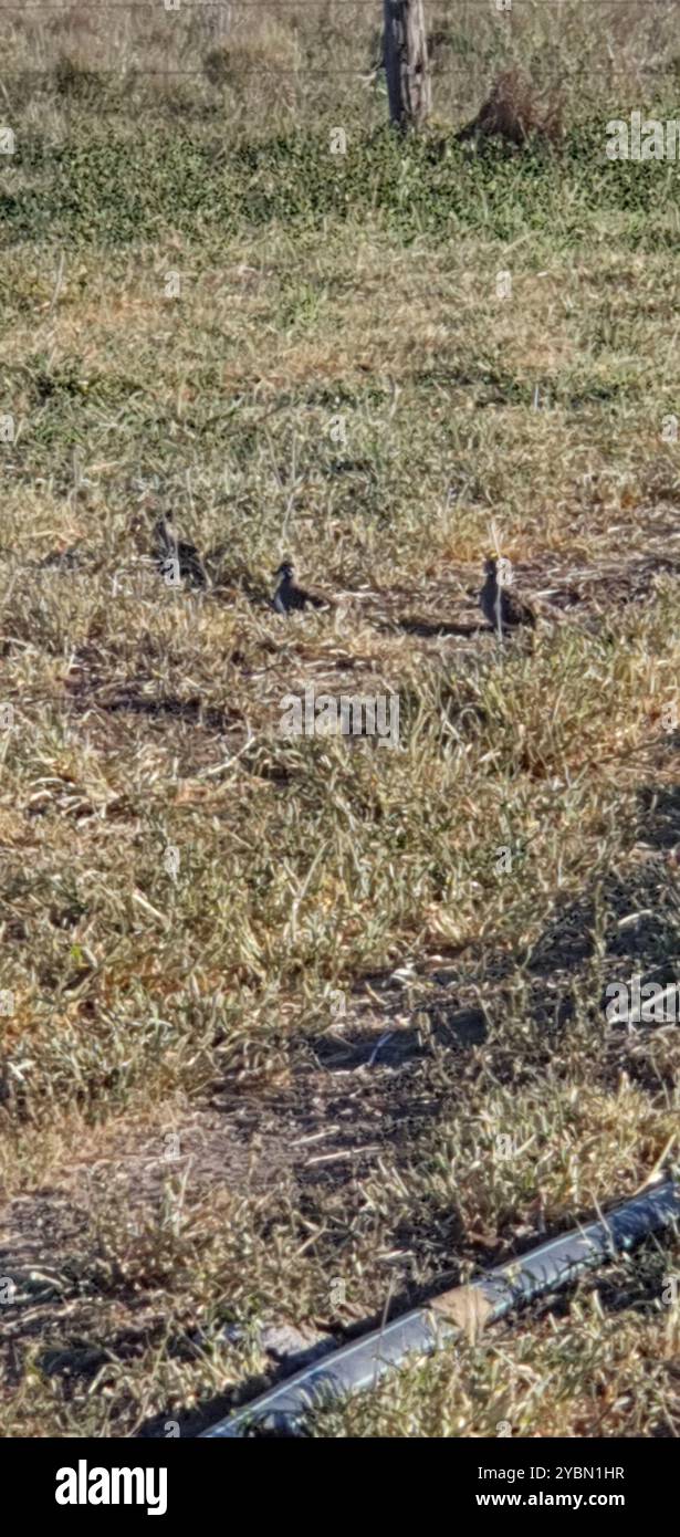 Geophaps scripta scripta hi-res stock photography and images - Alamy