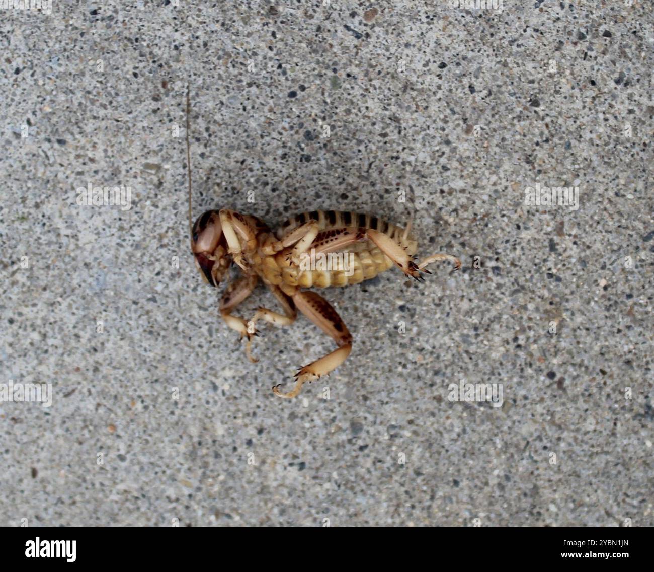 Pictured Jerusalem Cricket (Ammopelmatus pictus) Insecta Stock Photo ...