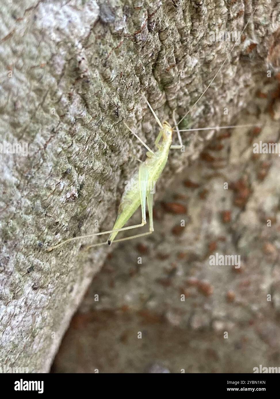Common Tree Crickets (Oecanthus) Insecta Stock Photo - Alamy